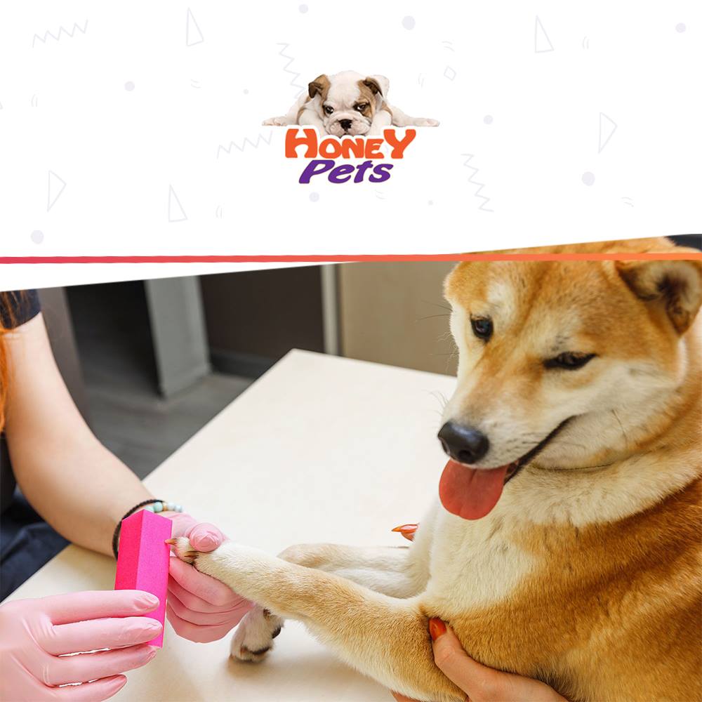 Choosing the Right Animal Spa for Your Pet’s Needs