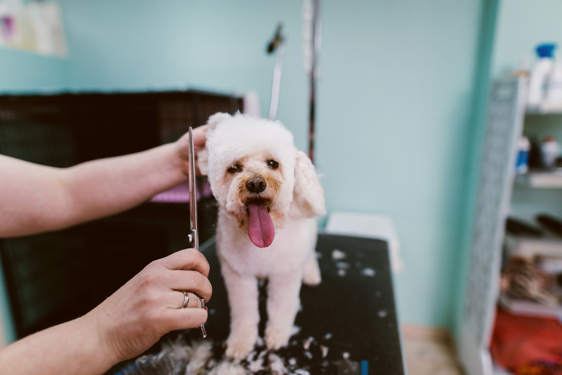Help Pets Adjust New Grooming Spaces