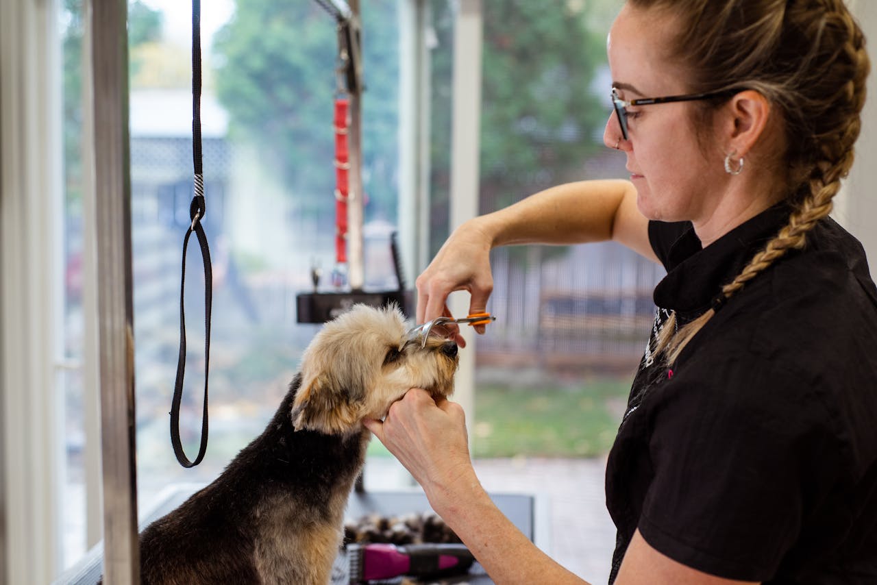 Dog Grooming Services in Greensboro: The Common Challenges